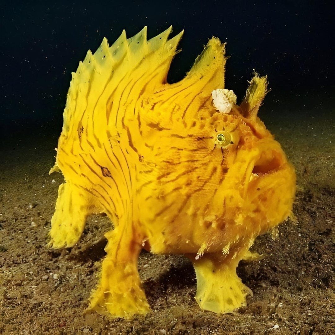 Shaggy Frogfish – danelabonte